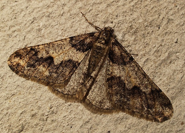 The Winter Moths – Dirt Soul Search